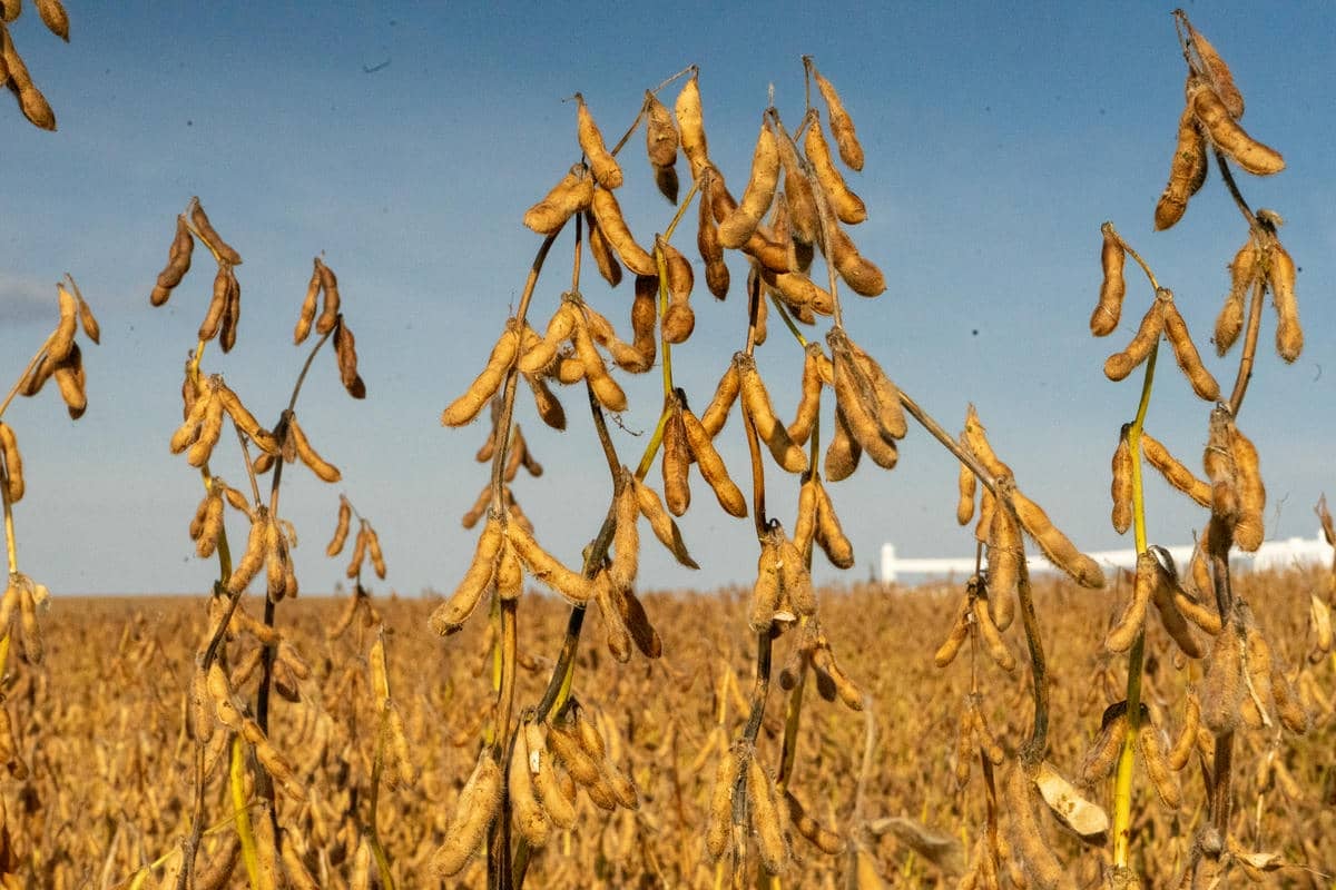 Understanding the Growing Cycles of Yellow Field Peas and Soybeans