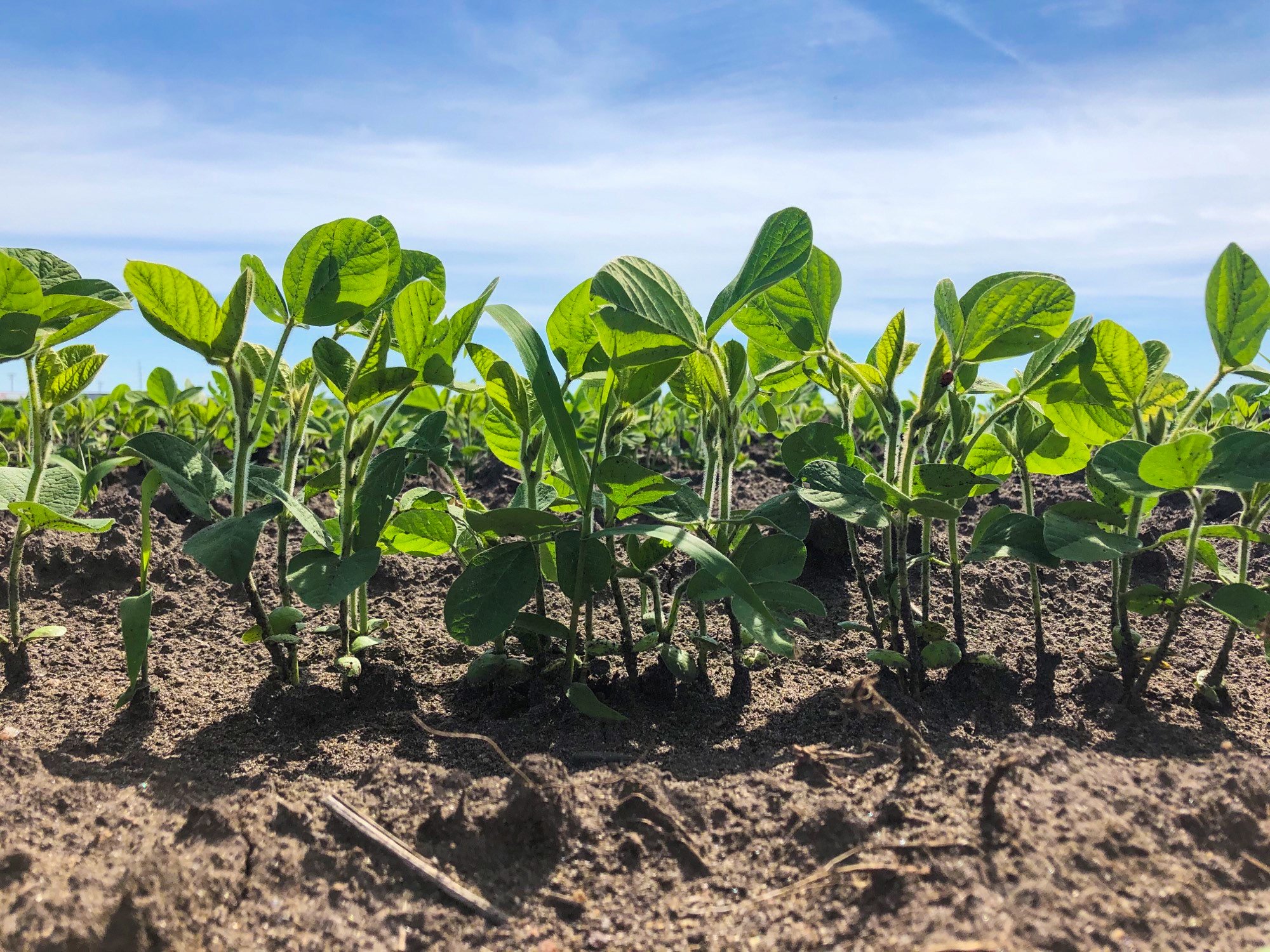 Understanding the Growing Cycles of Yellow Field Peas and Soybeans