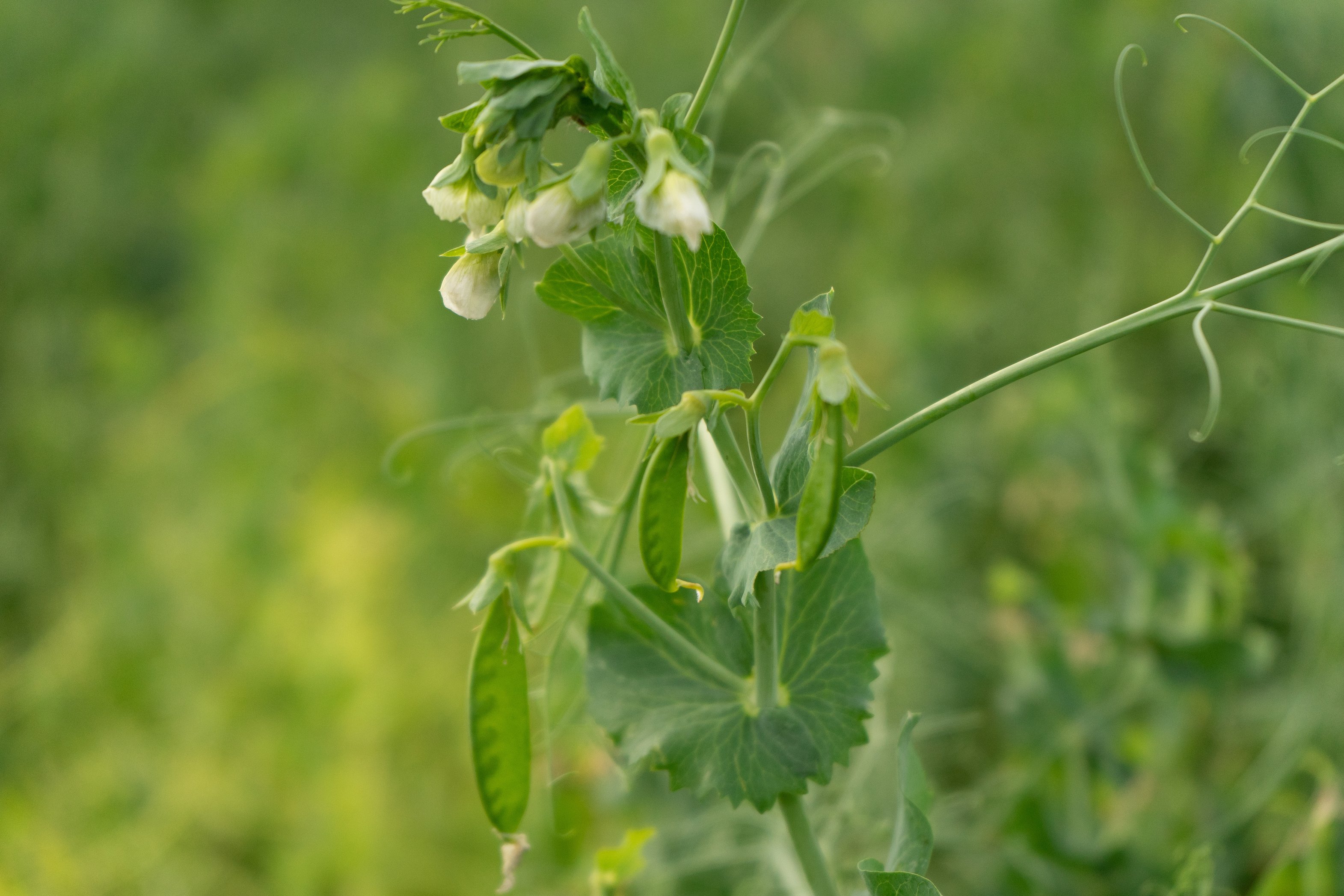Understanding the Growing Cycles of Yellow Field Peas and Soybeans