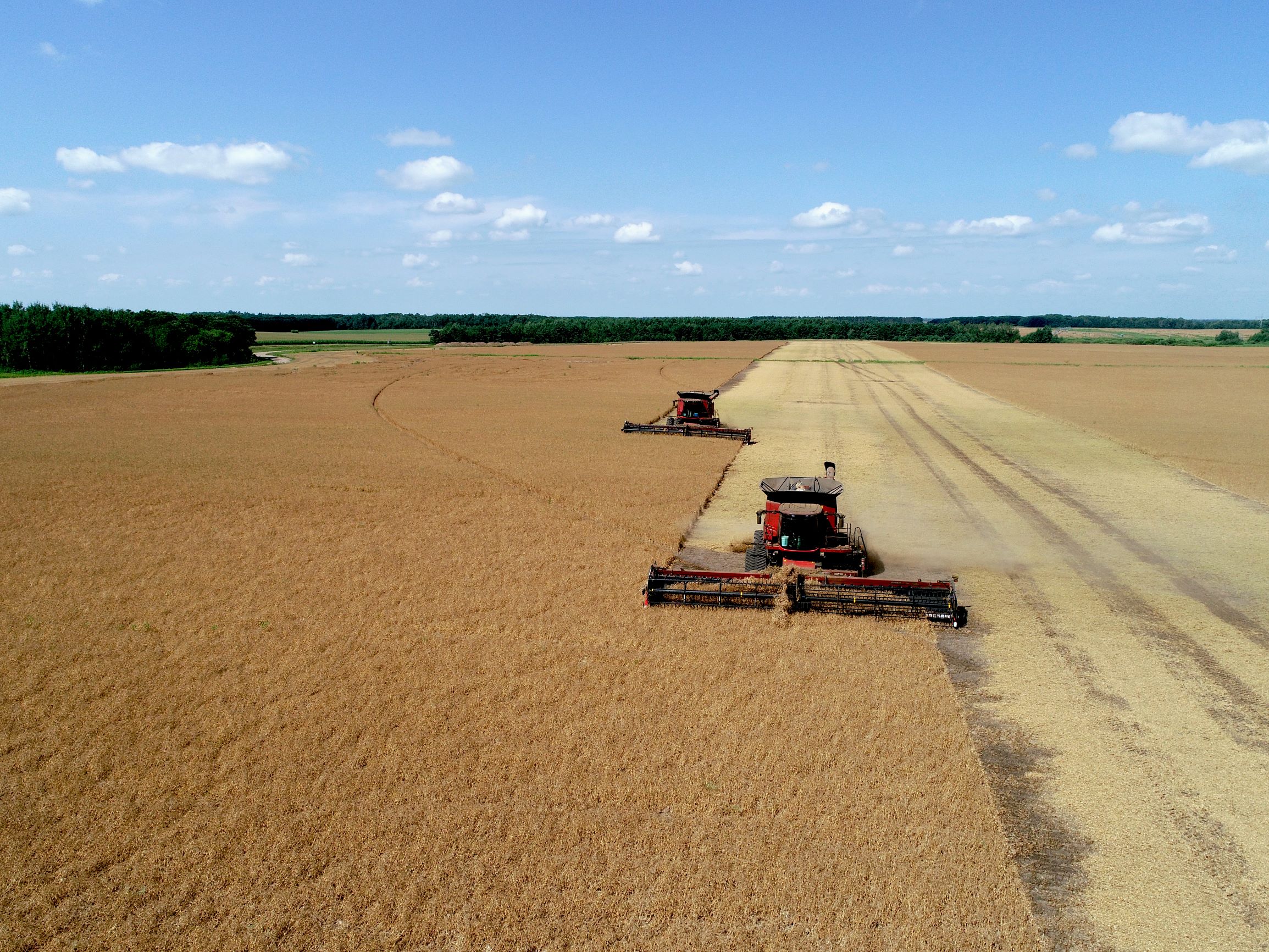 Understanding the Growing Cycles of Yellow Field Peas and Soybeans