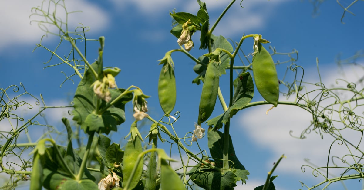 Understanding the Growing Cycles of Yellow Field Peas and Soybeans